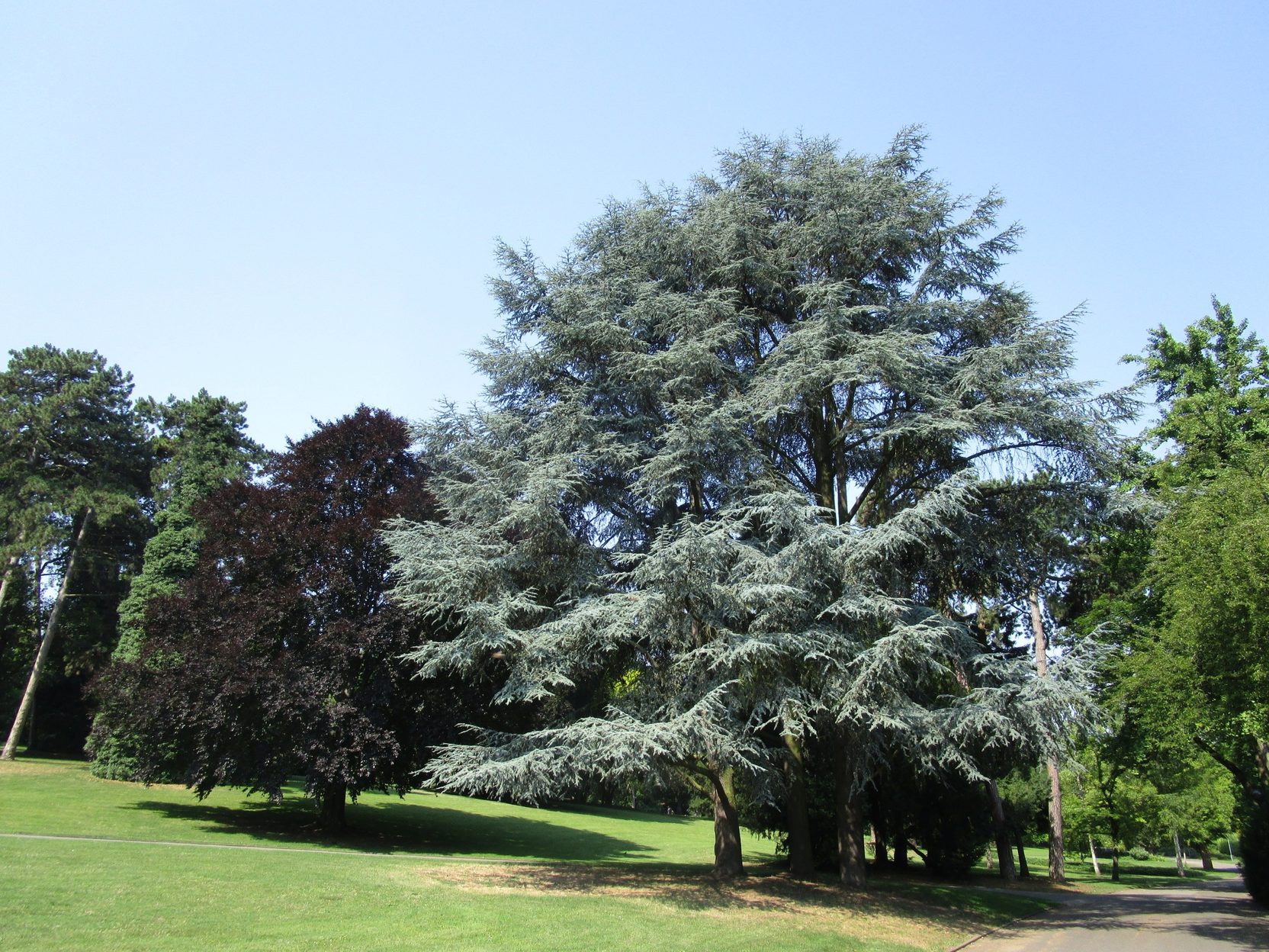 Blaue Atlas-Zeder | Landeshauptstadt Mainz