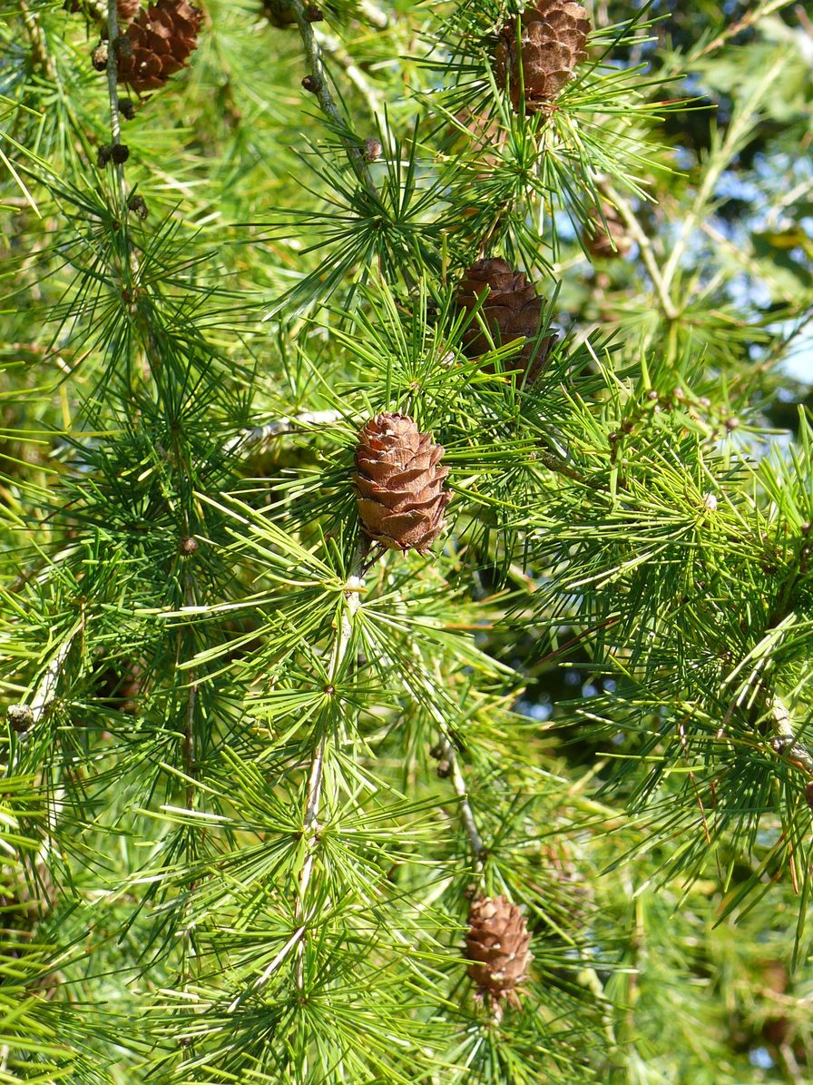 Europäische Lärche | Landeshauptstadt Mainz