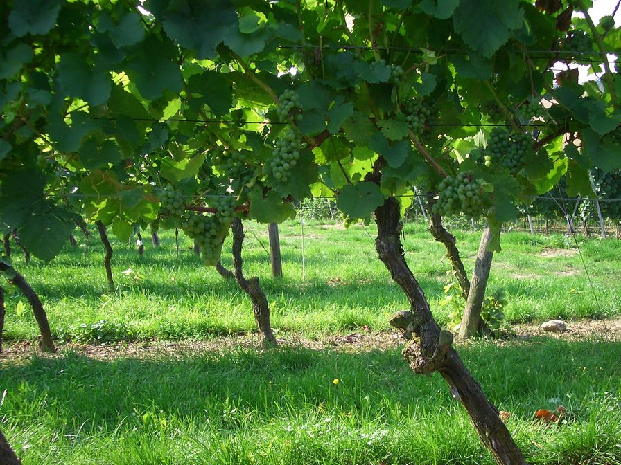 Weinland Rheinhessen | Landeshauptstadt Mainz